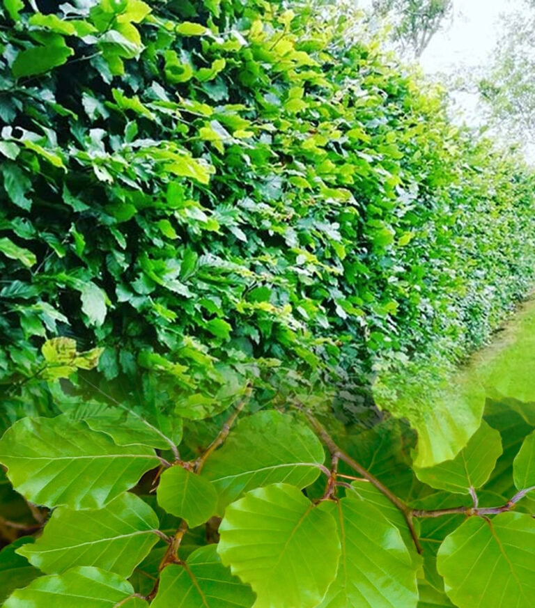 Živý plot – Široký výběr kvalitních sazenic pro živý plot – odolné a ...
