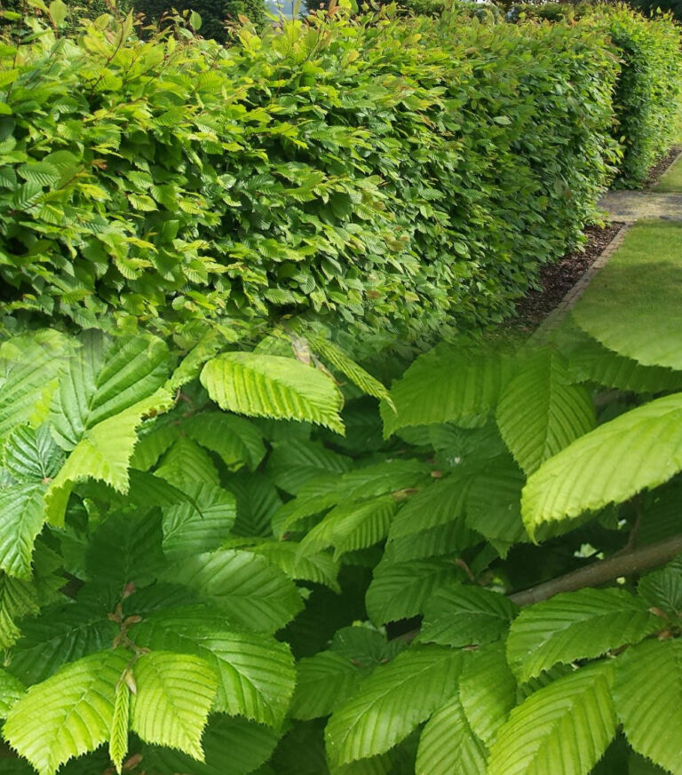 Živý plot – Široký výběr kvalitních sazenic pro živý plot – odolné a ...